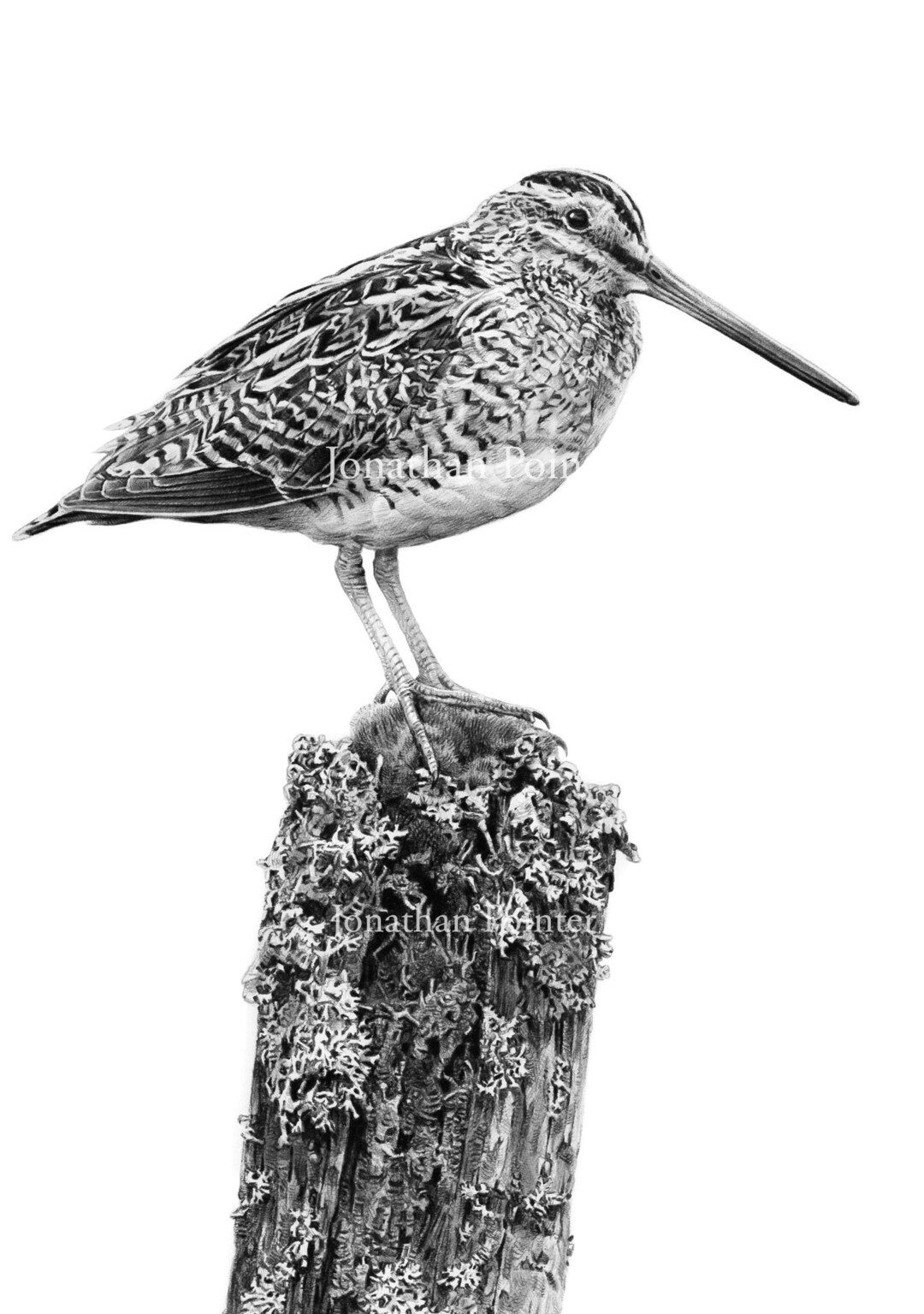 Snipe on Post A2 Signed Fine Art Print - Etsy