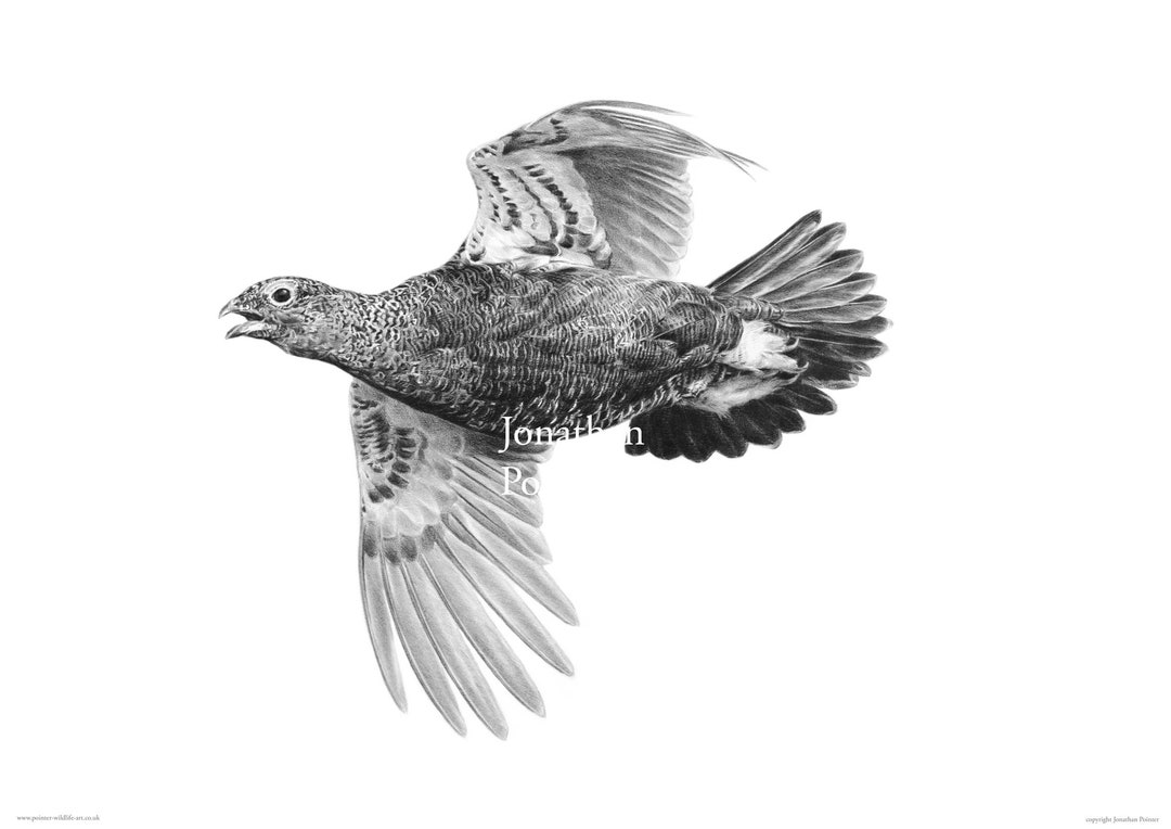 Red Grouse in Flight A3 Signed Fine Art Print - Etsy