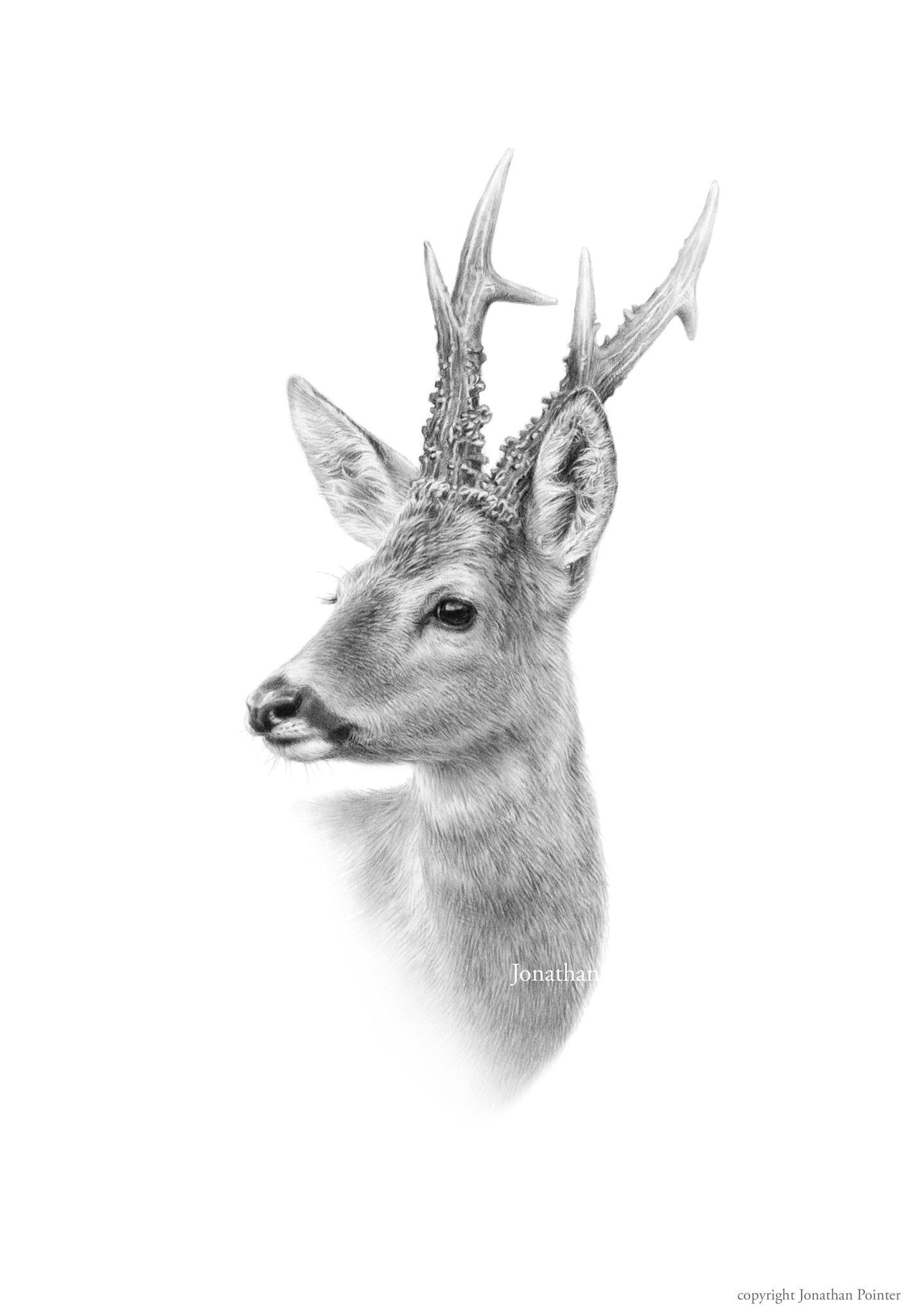Roe Buck A3 Signed Fine Art Print - Etsy UK