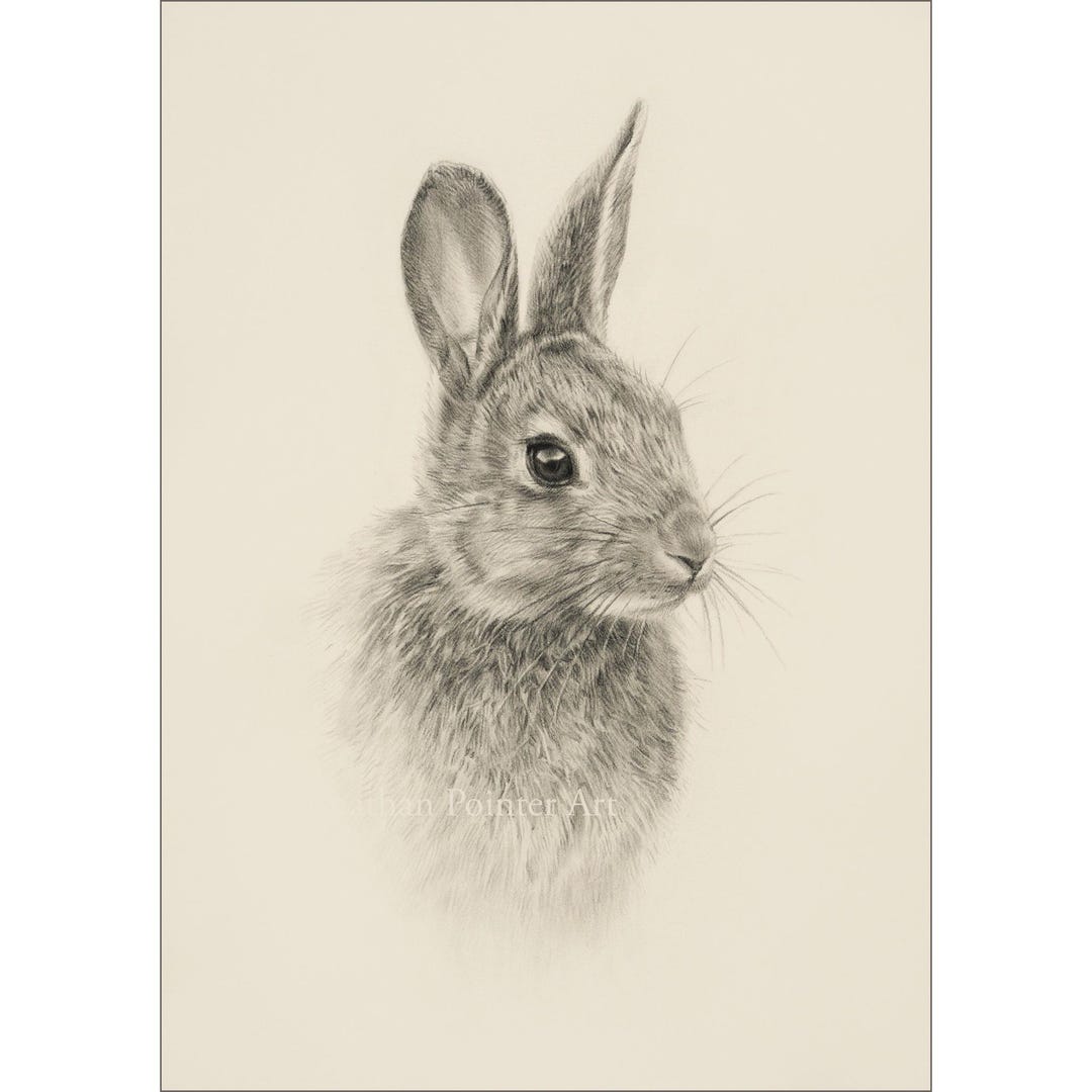 Rabbit Study Graphite Original Drawing - Etsy