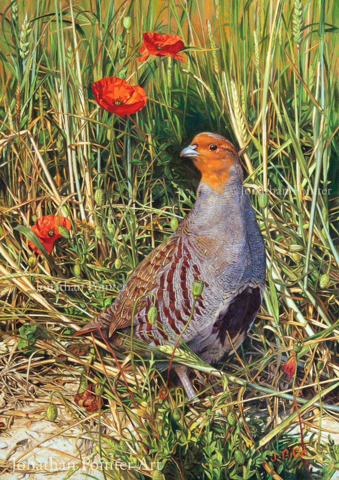 Harvest Partridge A3 Signed Giclée Print - Etsy