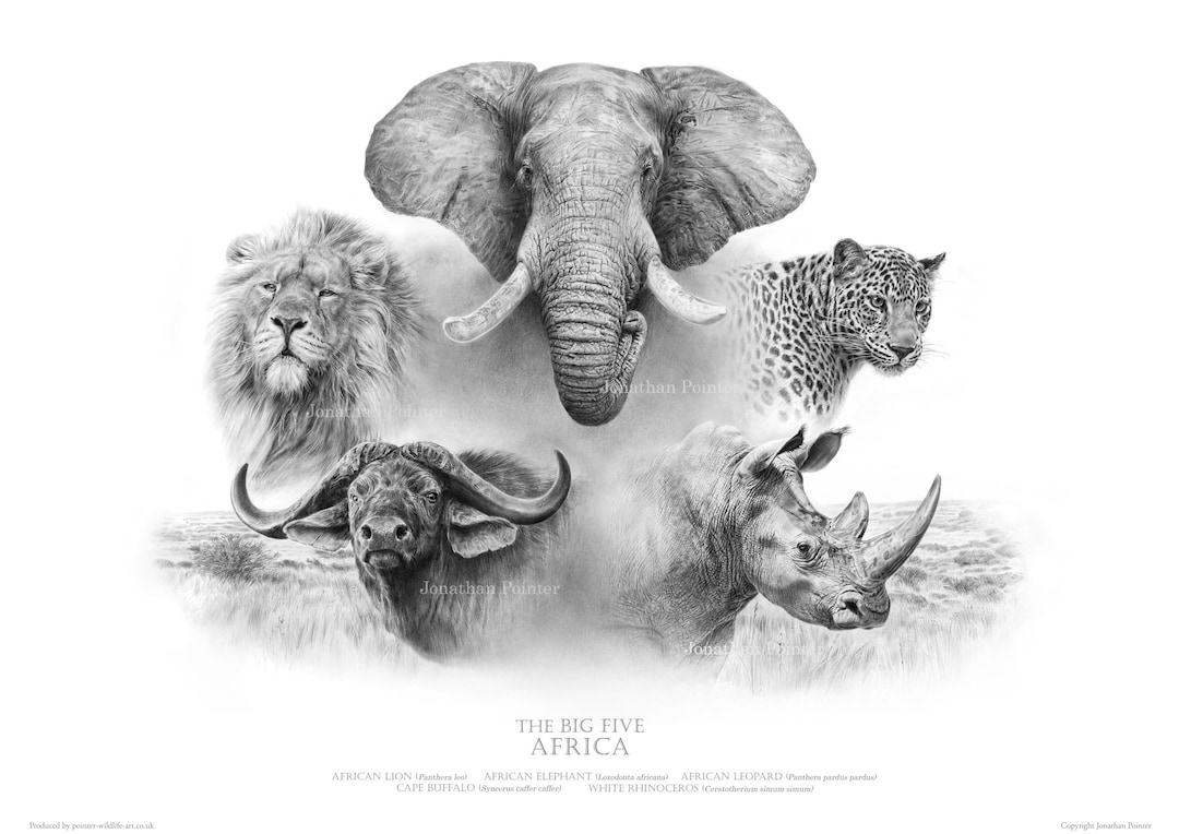 The Big Five Africa A2 Signed Edition Fine Art Print - Etsy