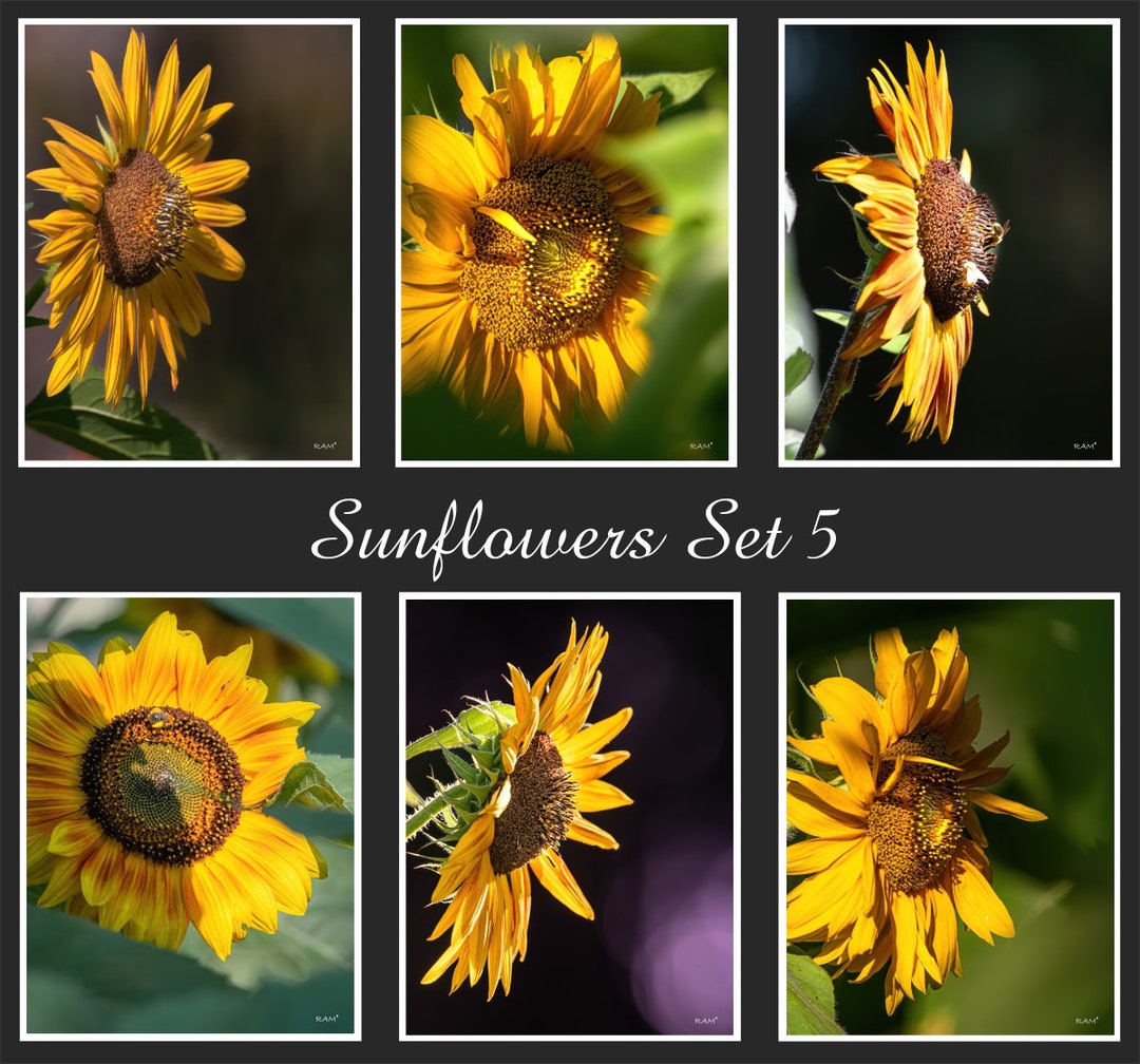 Sunflower Set 5 - Etsy