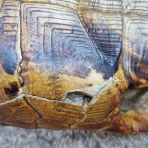 Rare Natural Turtle Shell Natural Big Turtle Shell Turtle - Etsy