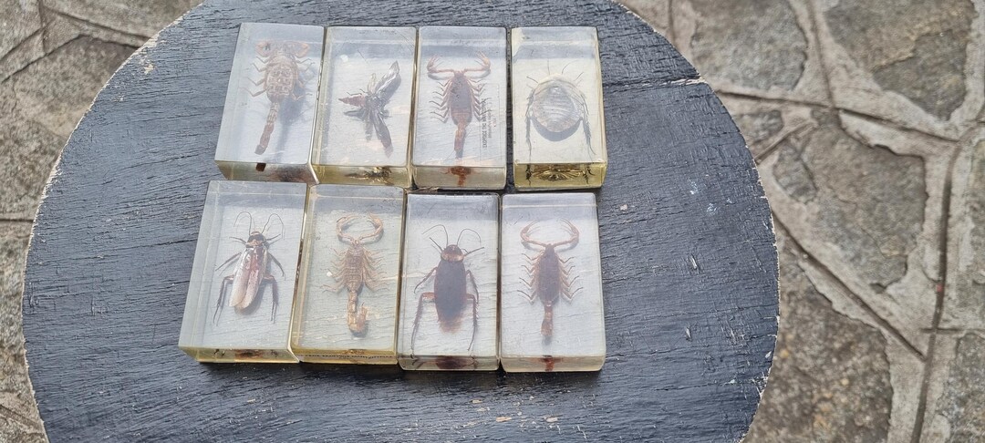 Various Stuffed Insects in Resin, Mounted Beetles, Bugs, Insect in ...