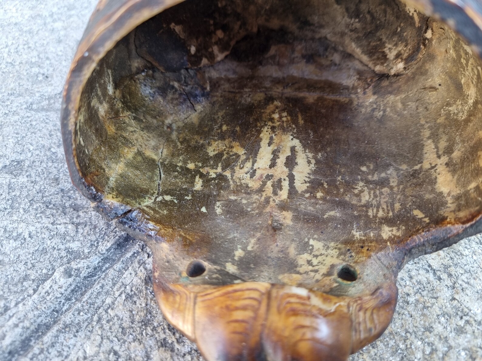 Rare Natural Turtle Shell Natural Big Turtle Shell Turtle - Etsy