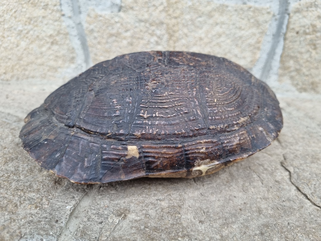 Rare Natural Turtle Shell Natural Turtle Shell Turtle Shell True ...