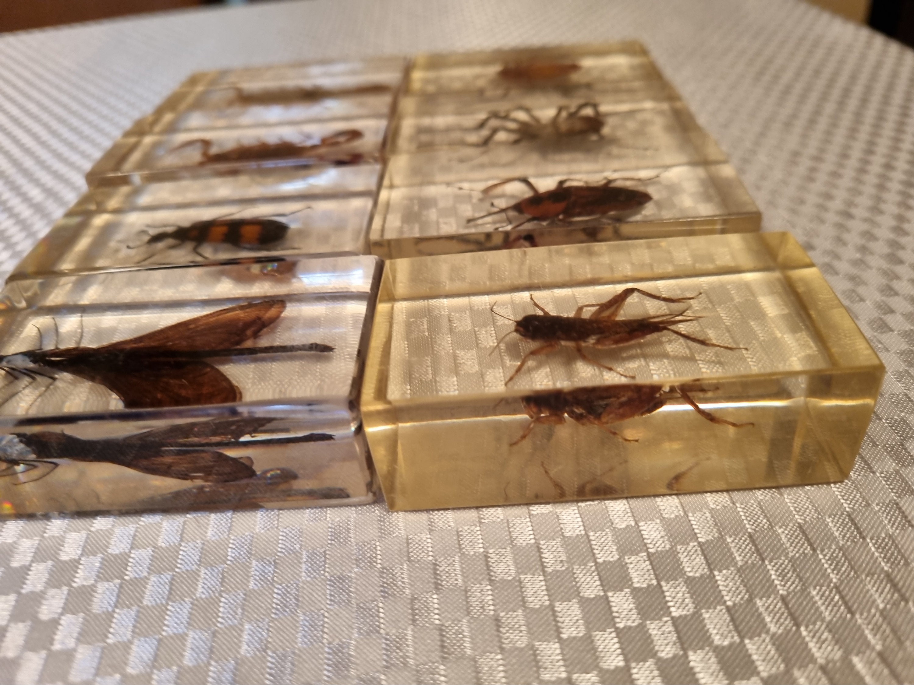 Various Stuffed Insects in Resin Mounted Beetles Bugs - Etsy