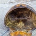 Rare Natural Turtle Shell Natural Big Turtle Shell Turtle - Etsy