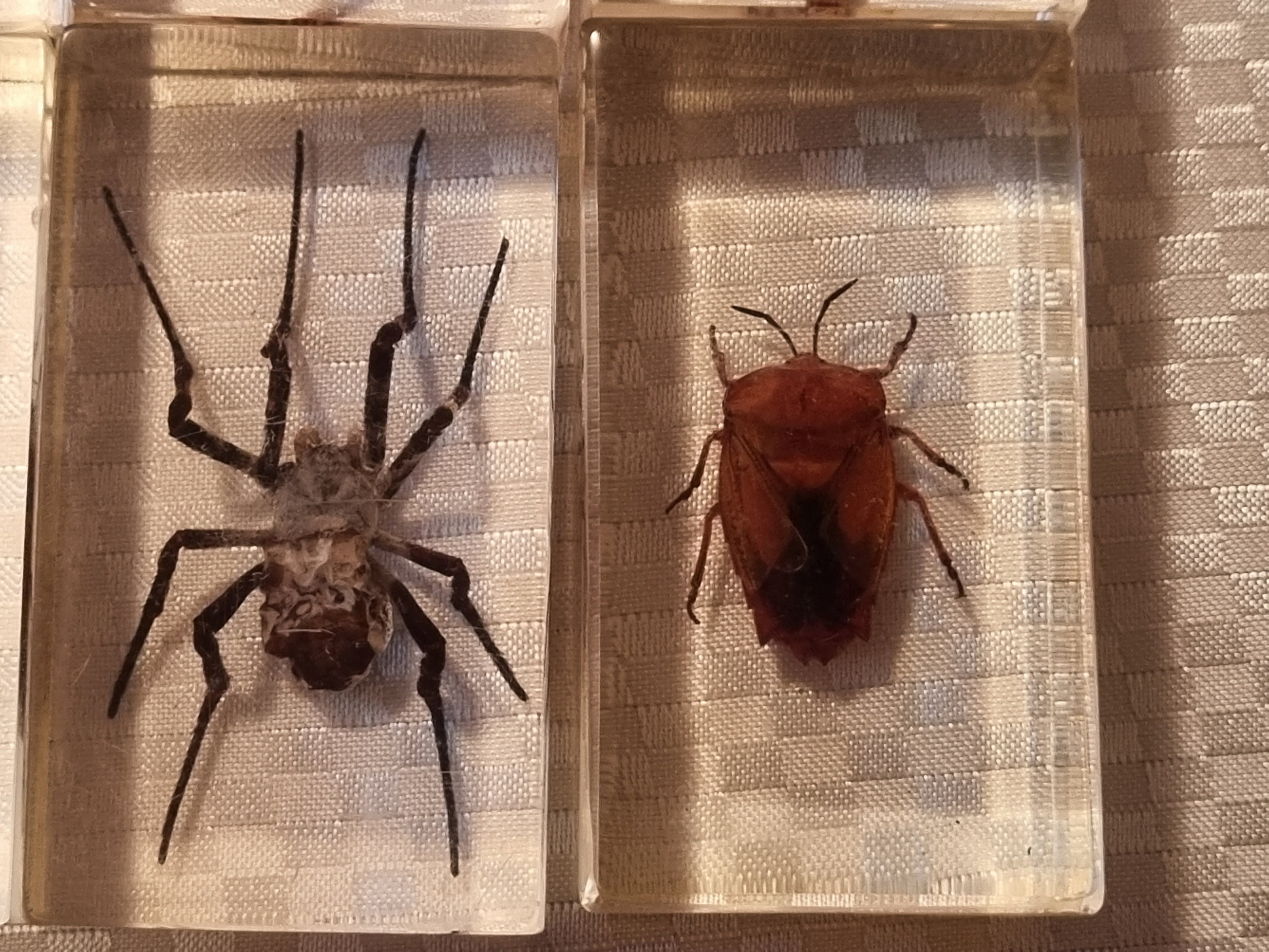 Various Stuffed Insects in Resin Mounted Beetles Bugs - Etsy