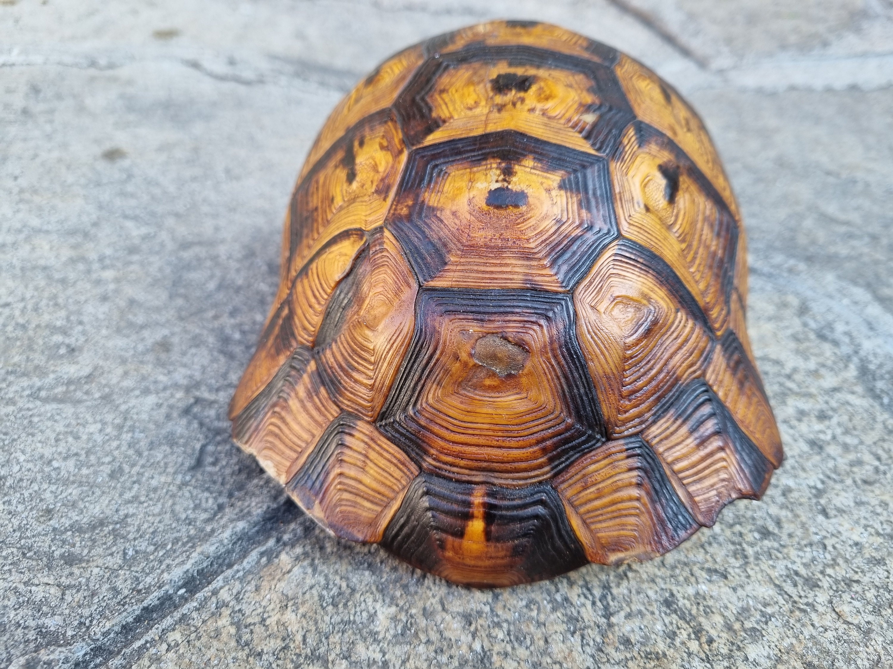 Rare Natural Turtle Shell Natural Big Turtle Shell Turtle - Etsy