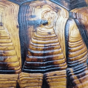 Rare Natural Turtle Shell Natural Big Turtle Shell Turtle - Etsy