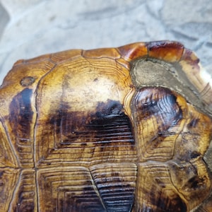 Rare Natural Turtle Shell Natural Big Turtle Shell Turtle - Etsy