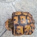 Rare Natural Turtle Shell Natural Big Turtle Shell Turtle - Etsy