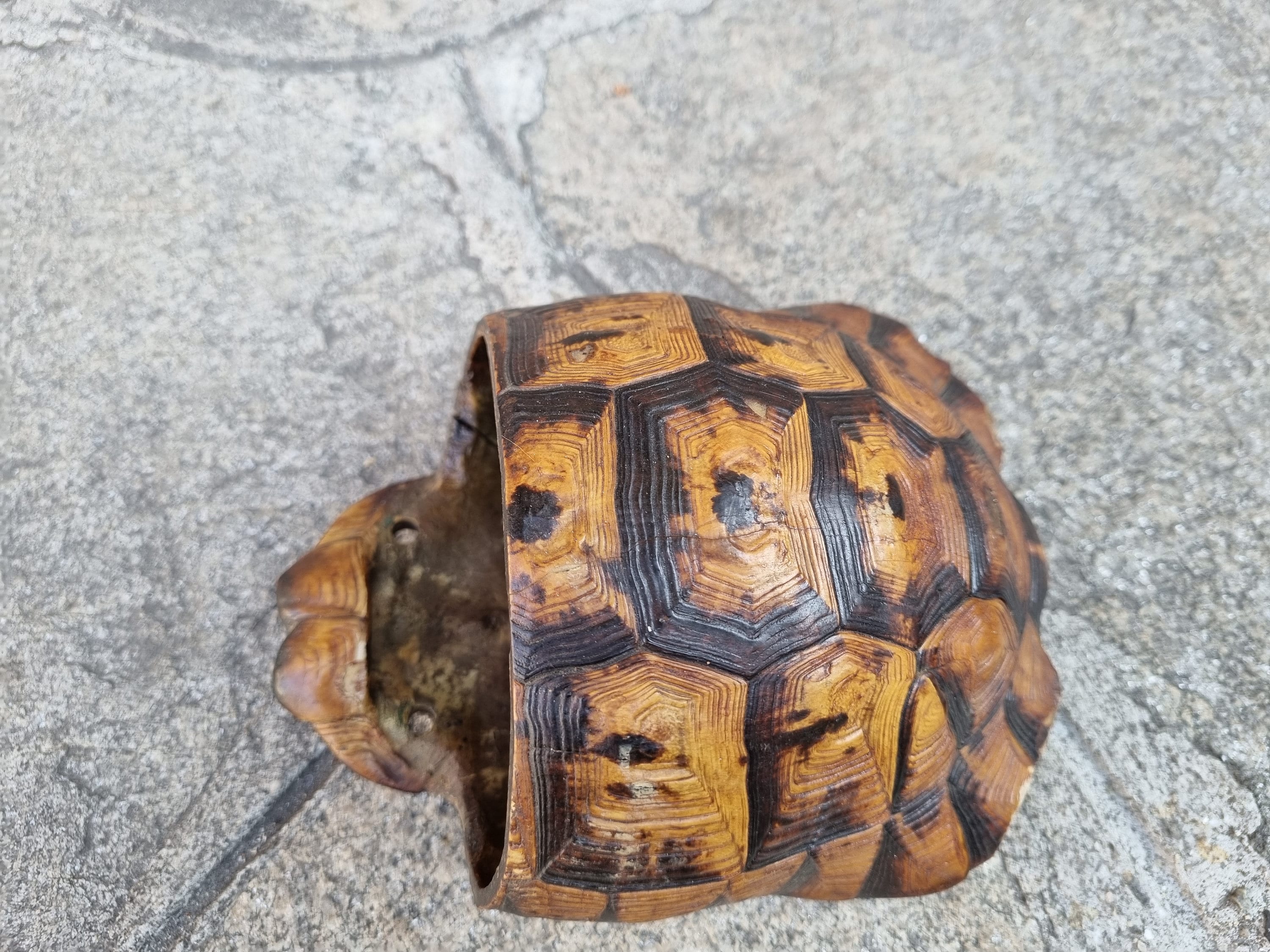 Rare Natural Turtle Shell Natural Big Turtle Shell Turtle - Etsy