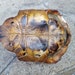 Rare Natural Turtle Shell Natural Big Turtle Shell Turtle - Etsy