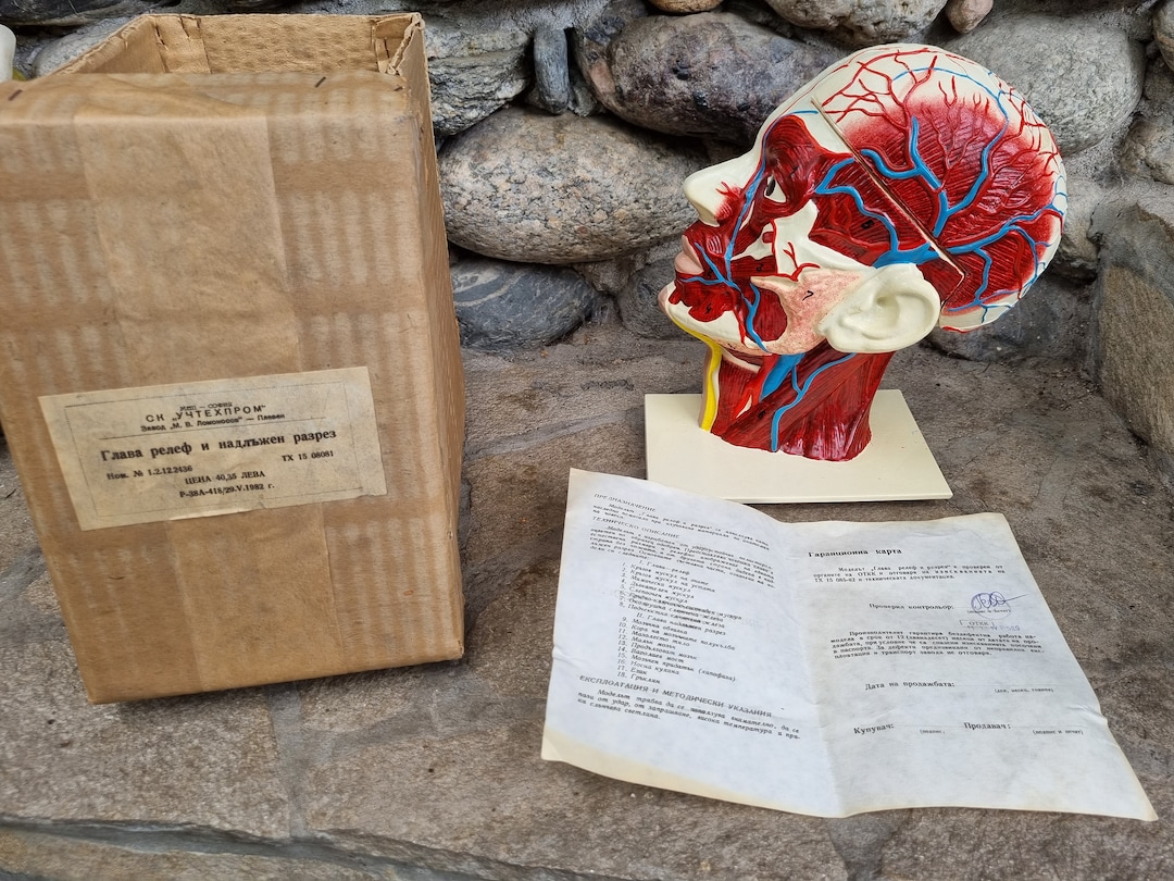Antique Anatomical Model of the Human Head Old Anatomical Model ...
