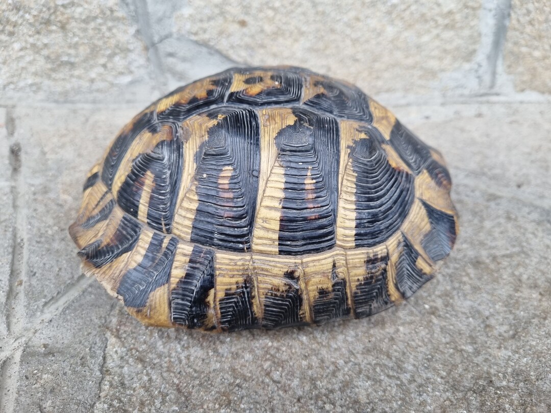 Rare Natural Turtle Shell Natural Turtle Shell Turtle Shell True ...