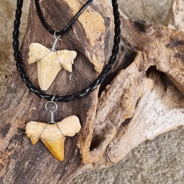 Shark Tooth Necklace - Etsy