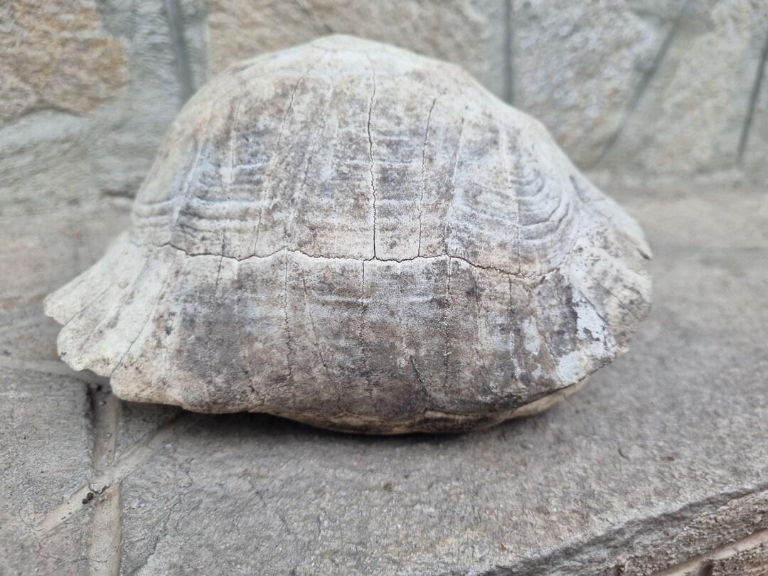 Rare Natural Turtle Shell Natural Turtle Shell Turtle Shell True ...