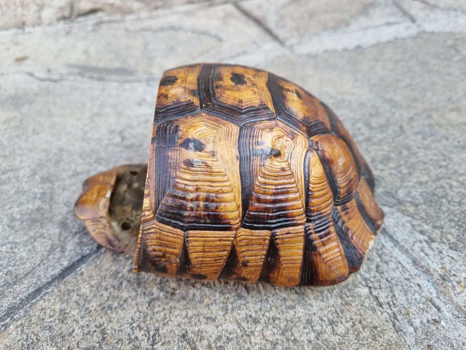 Rare Natural Turtle Shell Natural Big Turtle Shell Turtle - Etsy