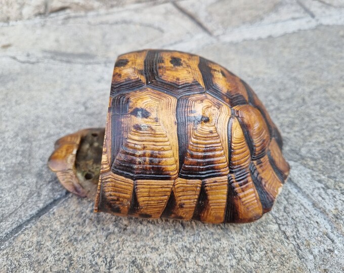 Rare Natural Turtle Shell Natural Big Turtle Shell Turtle Shell True ...