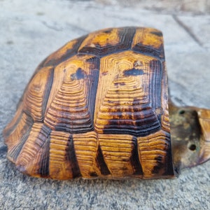 Rare Natural Turtle Shell Natural Big Turtle Shell Turtle - Etsy