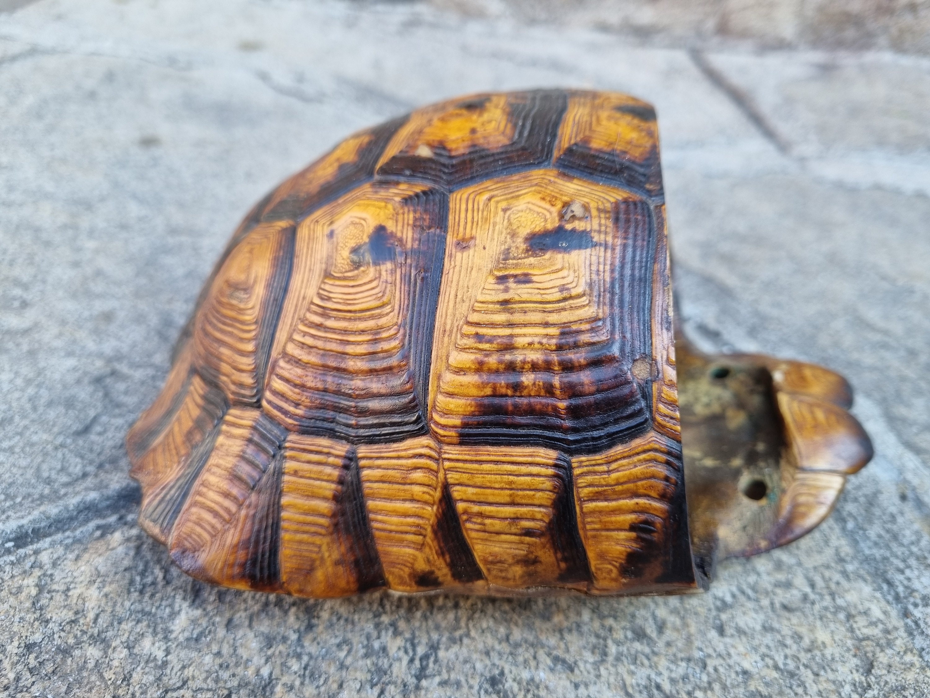 Rare Natural Turtle Shell Natural Big Turtle Shell Turtle - Etsy