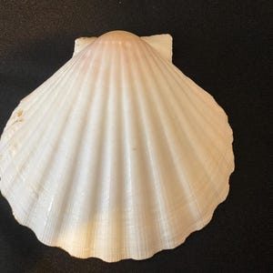Beautiful Scallop Shell Jewelry Dish W Mermaid Design, Ring/trinket ...