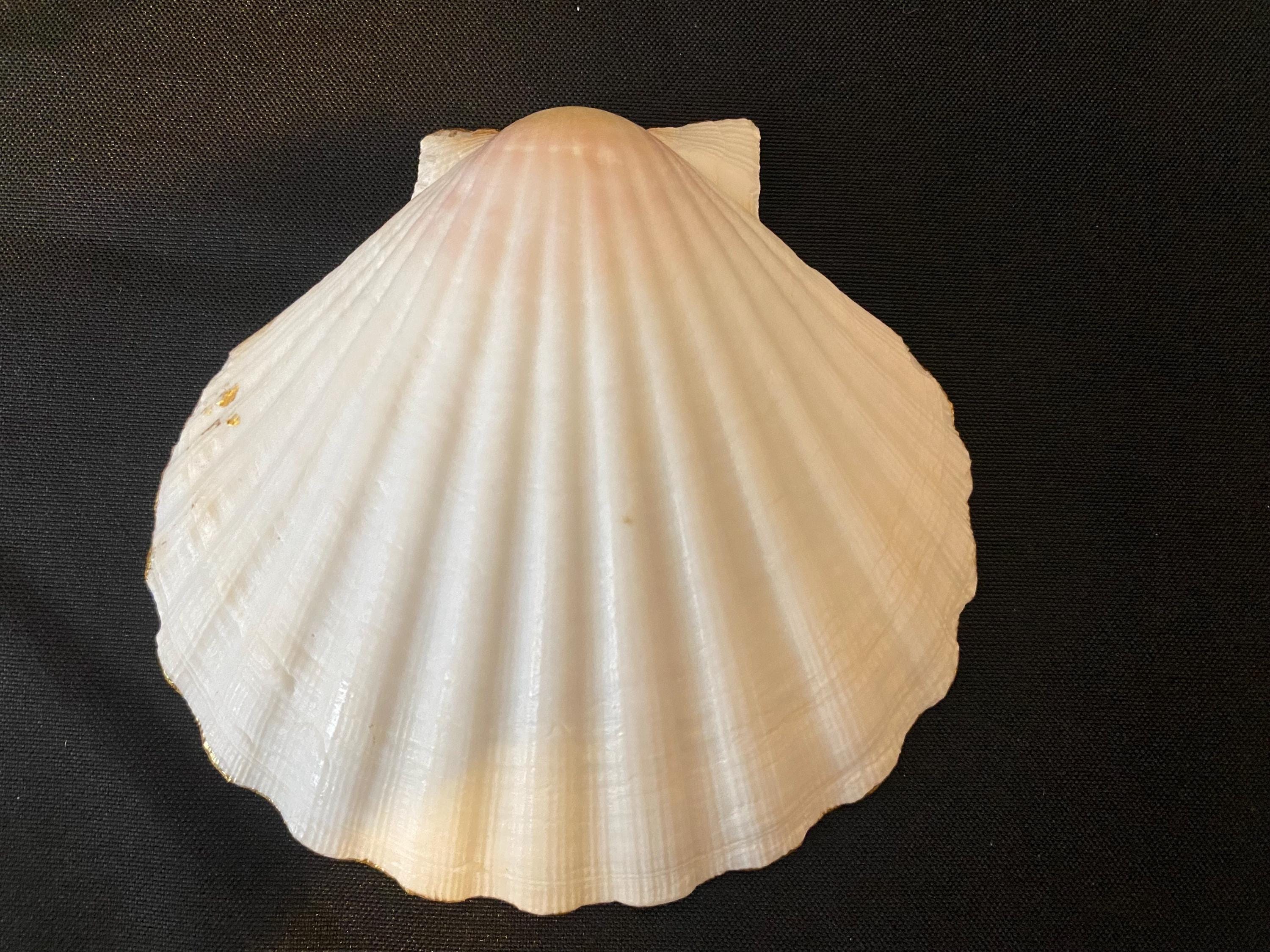Beautiful Scallop Shell Jewelry Dish W Mermaid Design, Ring/trinket ...