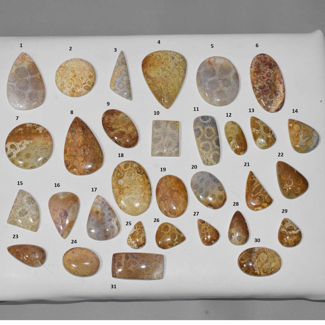 Natural Fossil Coral Gemstone, Fossil Coral Cabochon, Fossil Coral ...