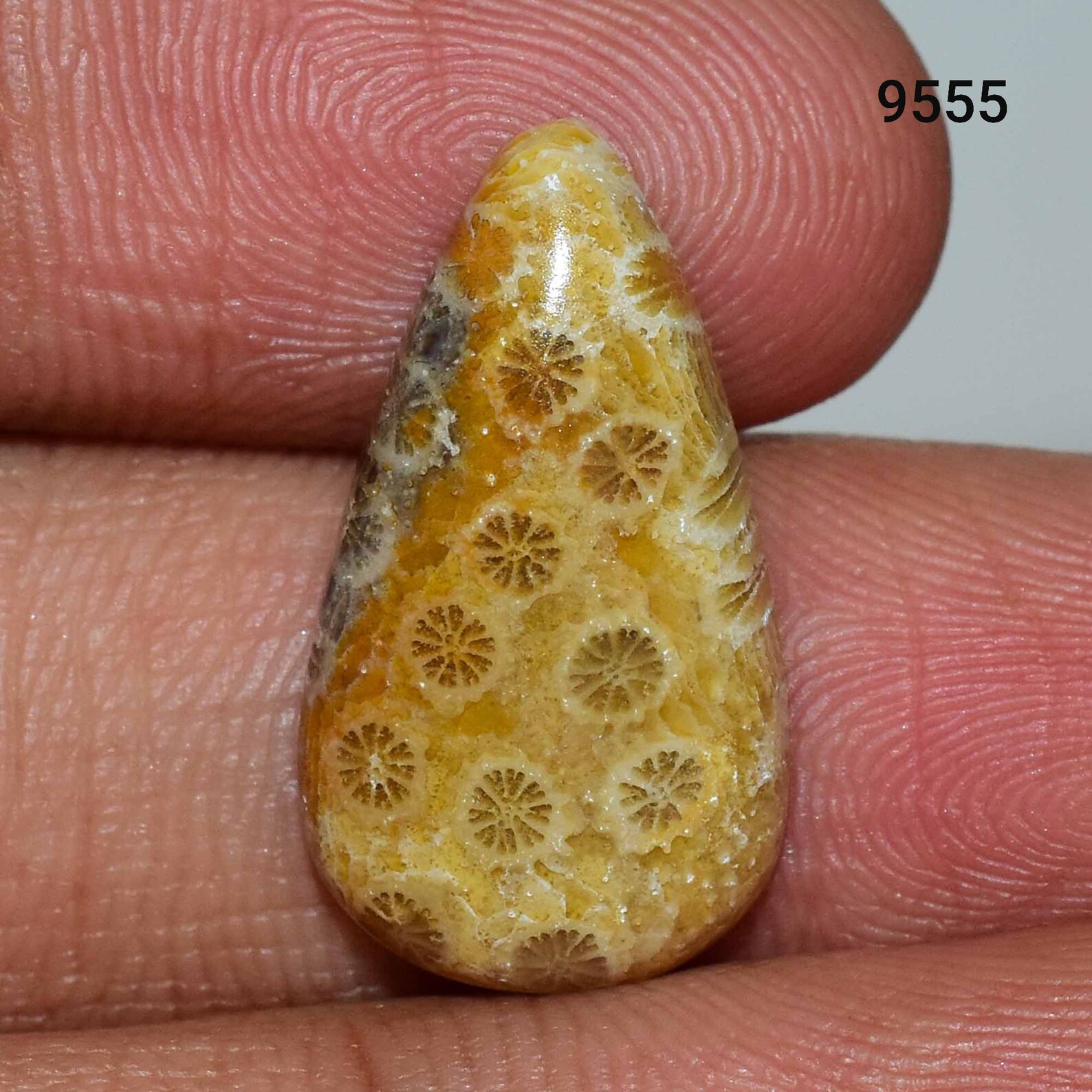 Gorgeous Natural Fossil Coral Gemstone Fossil Coral Cabochon | Etsy