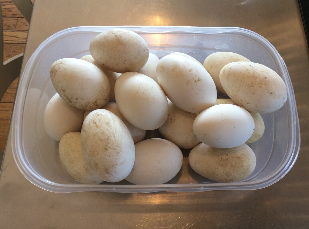 6 Fresh Goose Eggs for Eating/baking, American Buff French Toulouse - Etsy