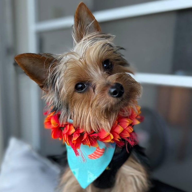 Hawaii Lei Necklace - Etsy