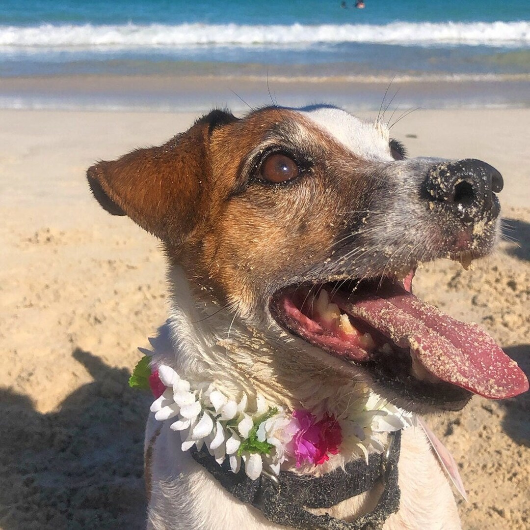 Dog Flower Lei // White Jasmine With Purple & Pink Flowers and Green ...