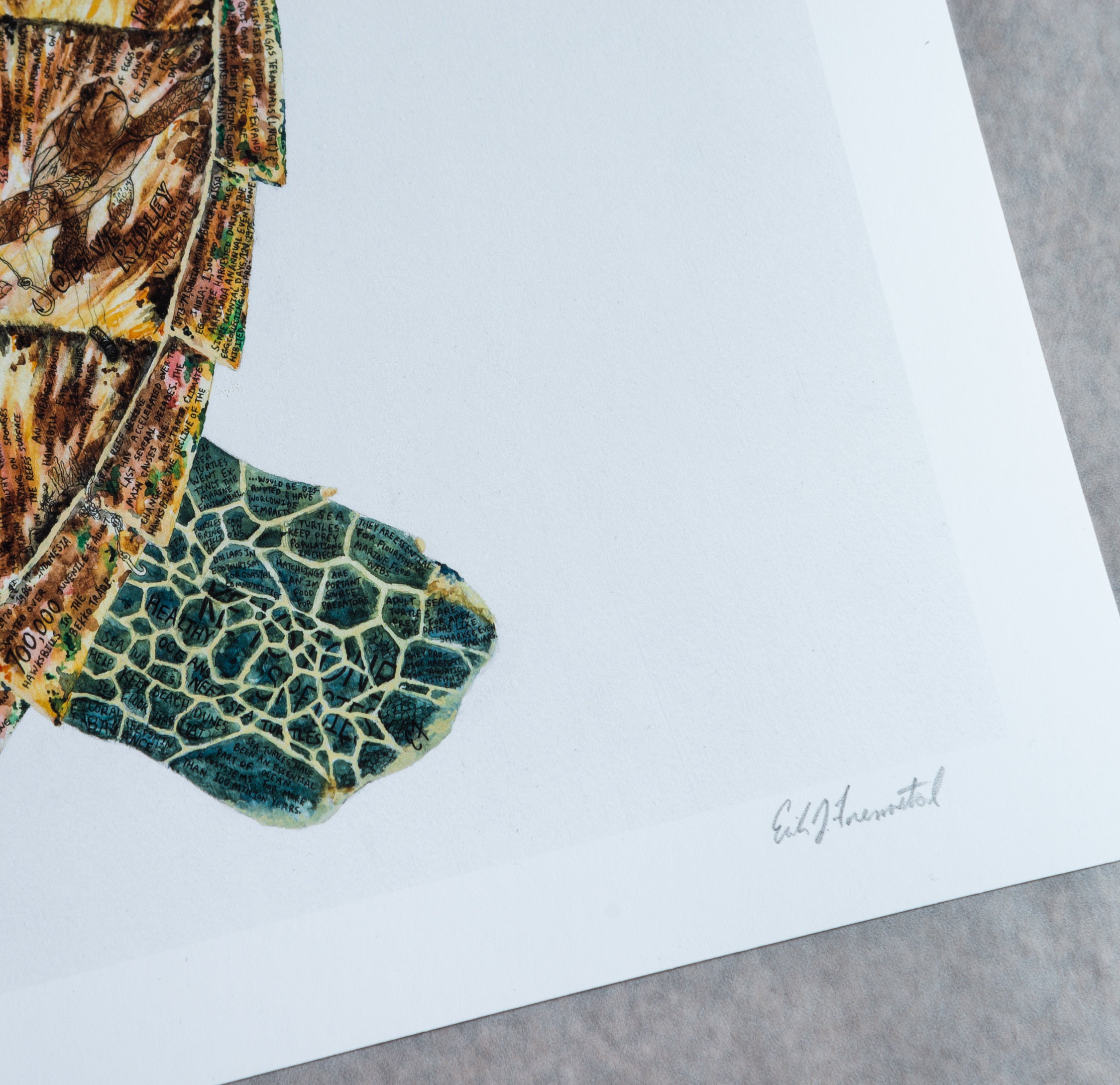 Limited Edition the Sea Turtle Print - Etsy