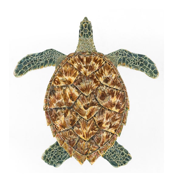 Limited Edition the Sea Turtle Print - Etsy