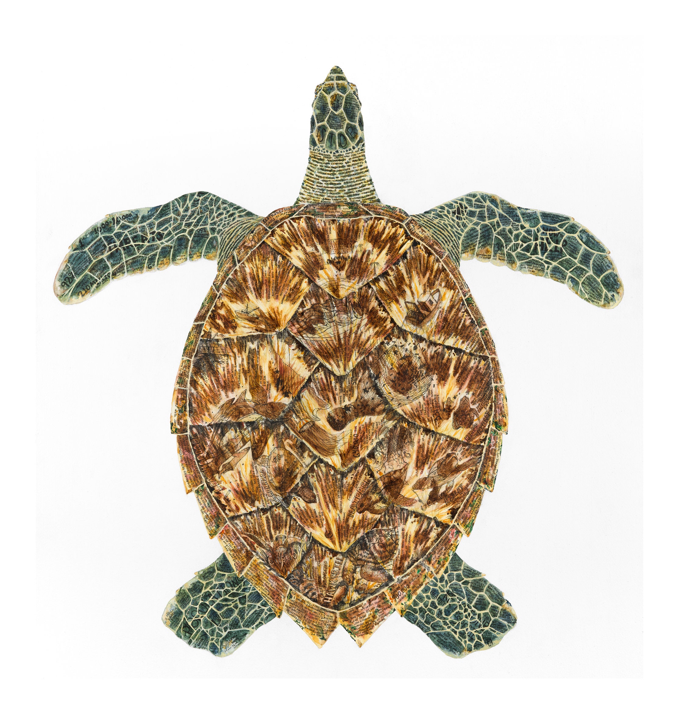 Limited Edition the Sea Turtle Print - Etsy