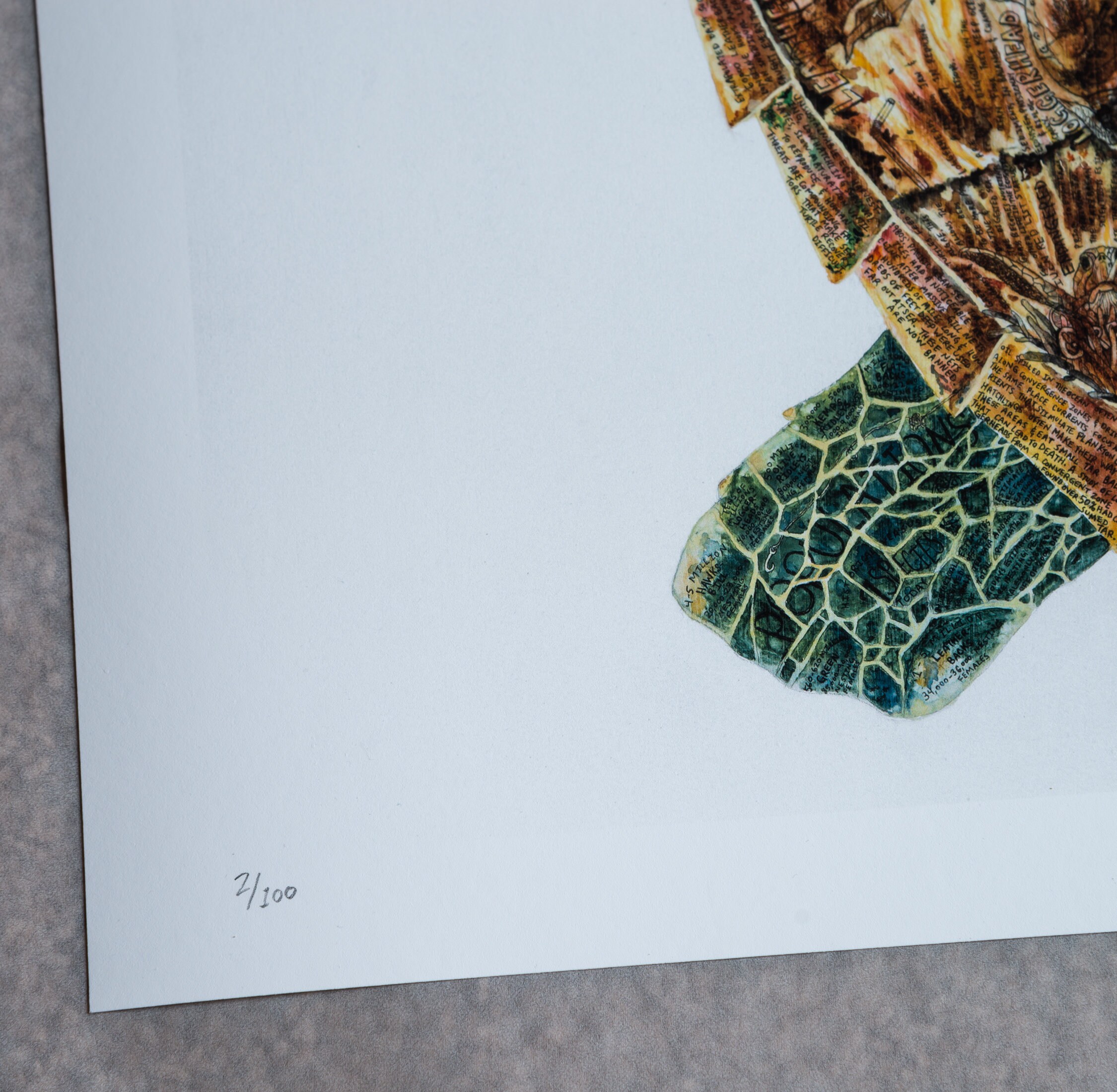 Limited Edition the Sea Turtle Print - Etsy