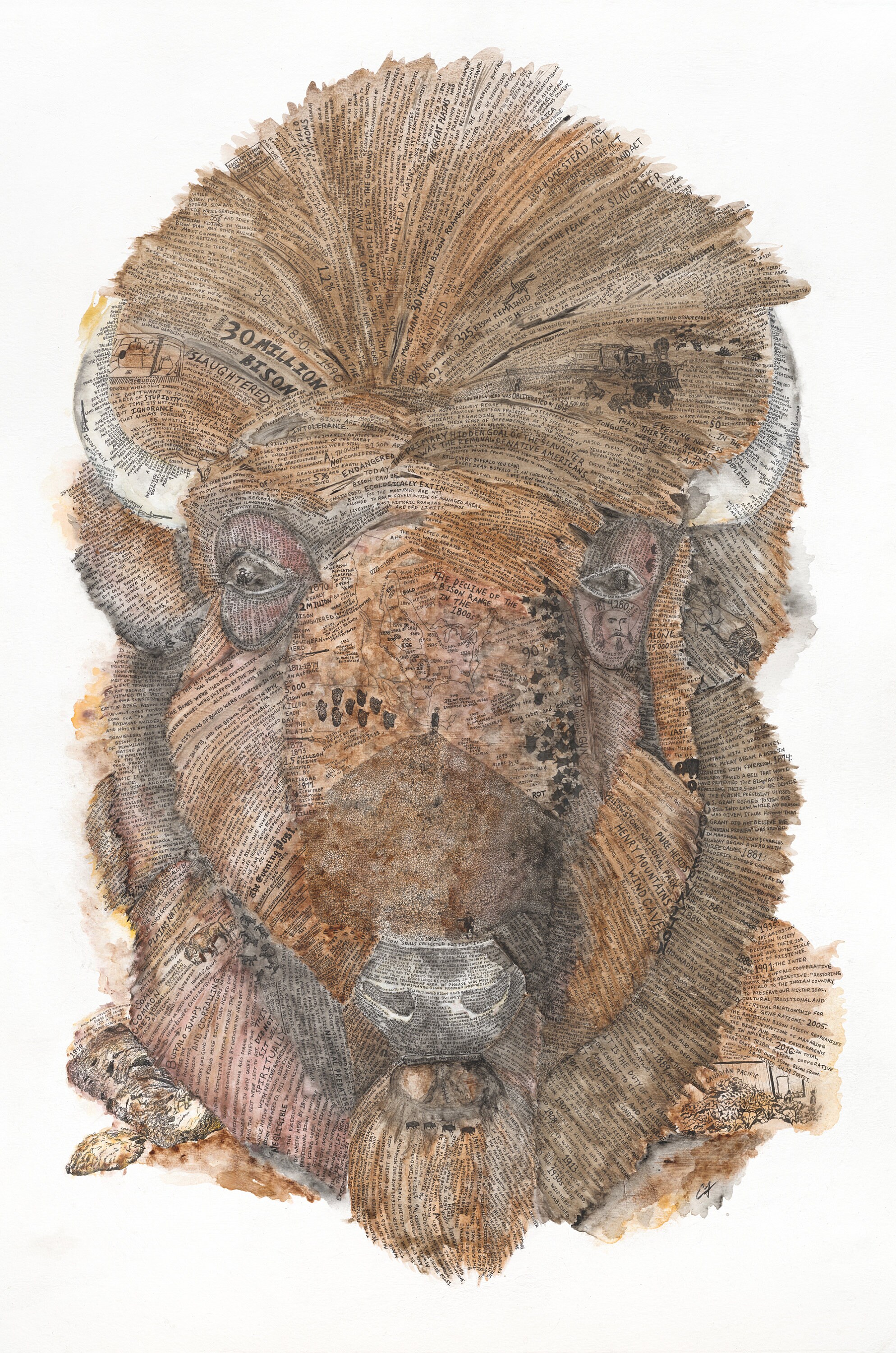 Limited Edition "american Bison" Print - Etsy