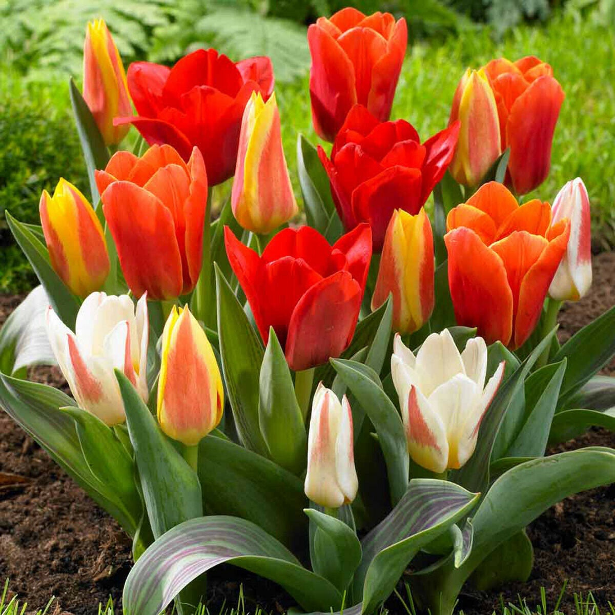Mixed Miniature Tulip Bulbs Dwarf Rockery Spring Perennial Bulbs - Etsy UK