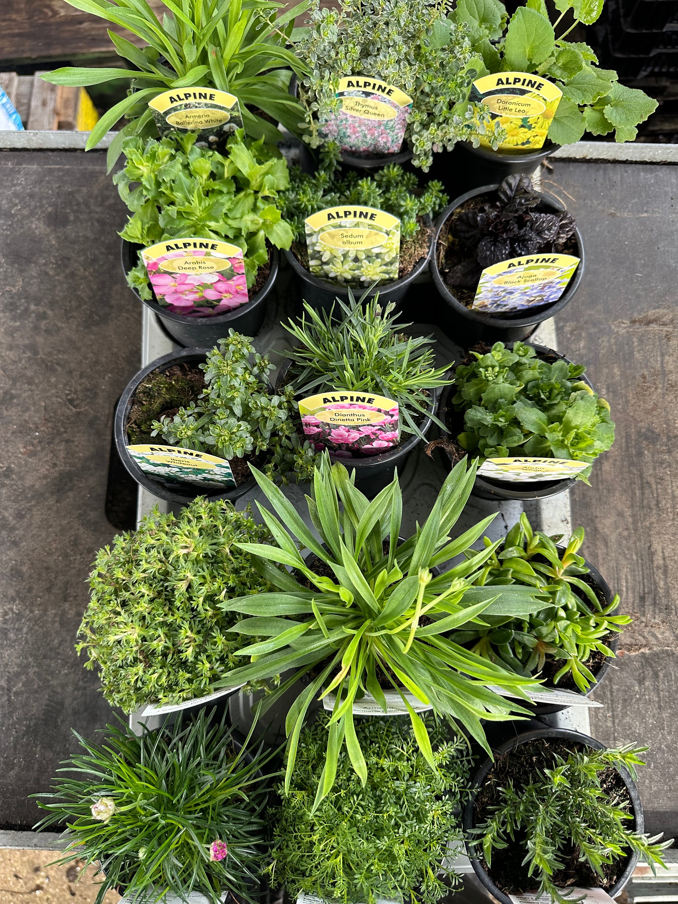6 Mixed Alpines and Perennials Rockery Plants,9cm Pots Hardy Easy to ...