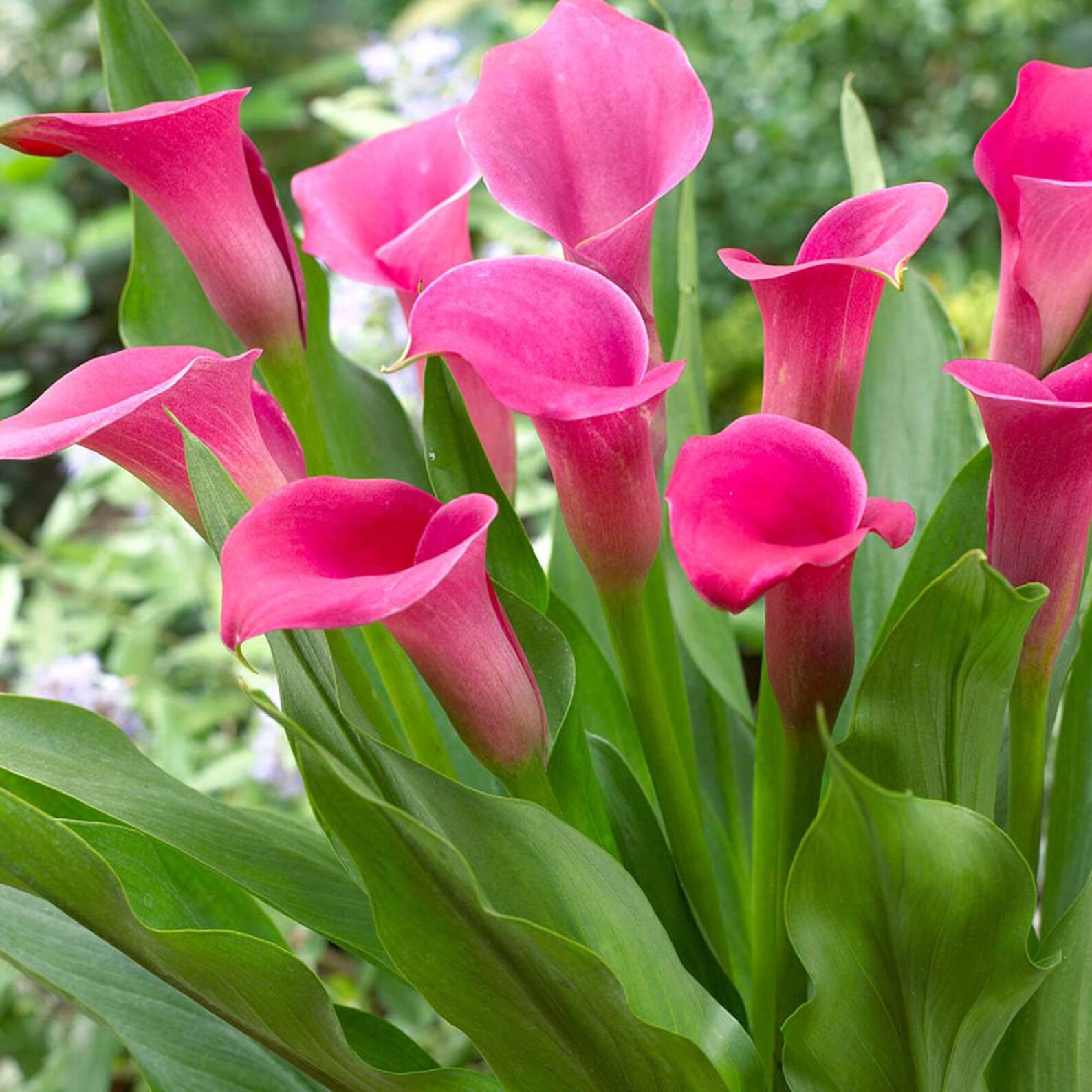 Zantedeschia Pink Giant (arum) Lily Bulbs Size 22/24 Summer Flowering ...