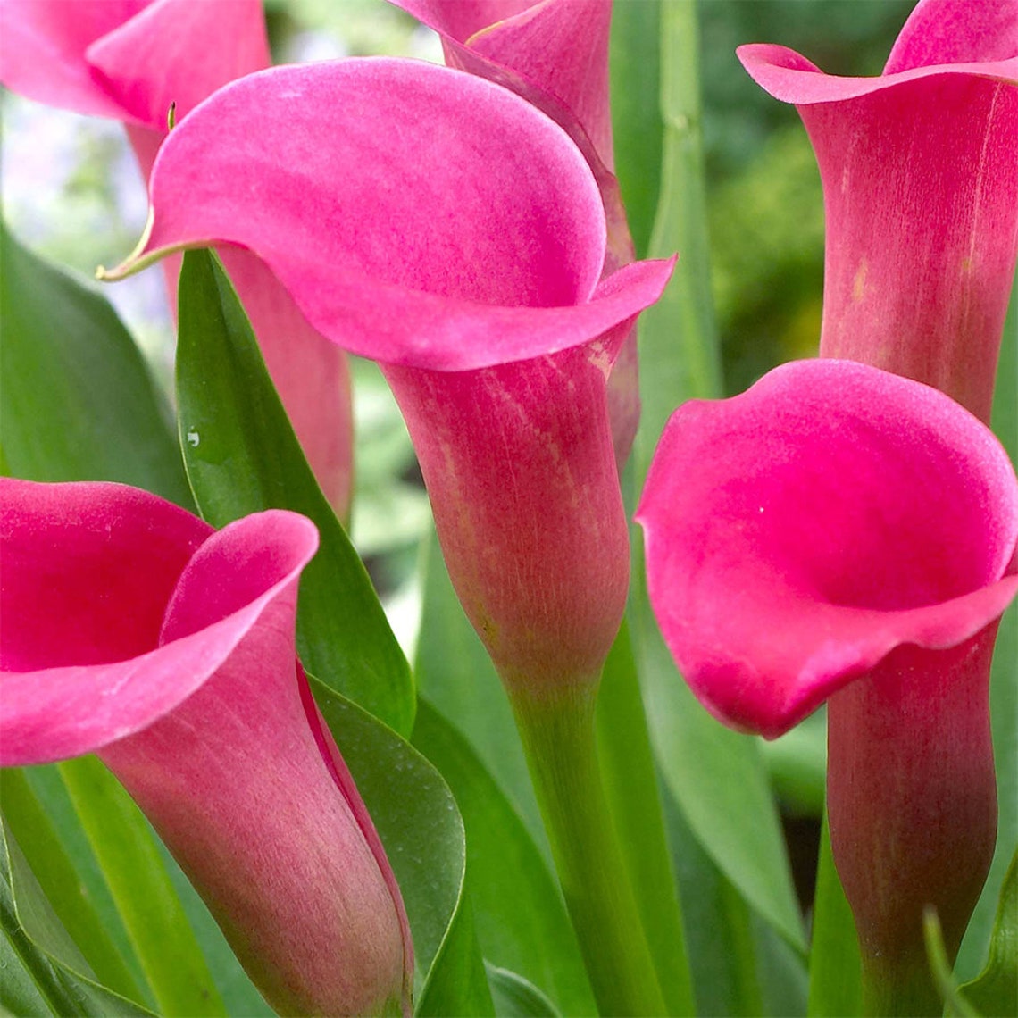Zantedeschia Pink Giant (arum) Lily Bulbs Size 22/24 Summer Flowering ...