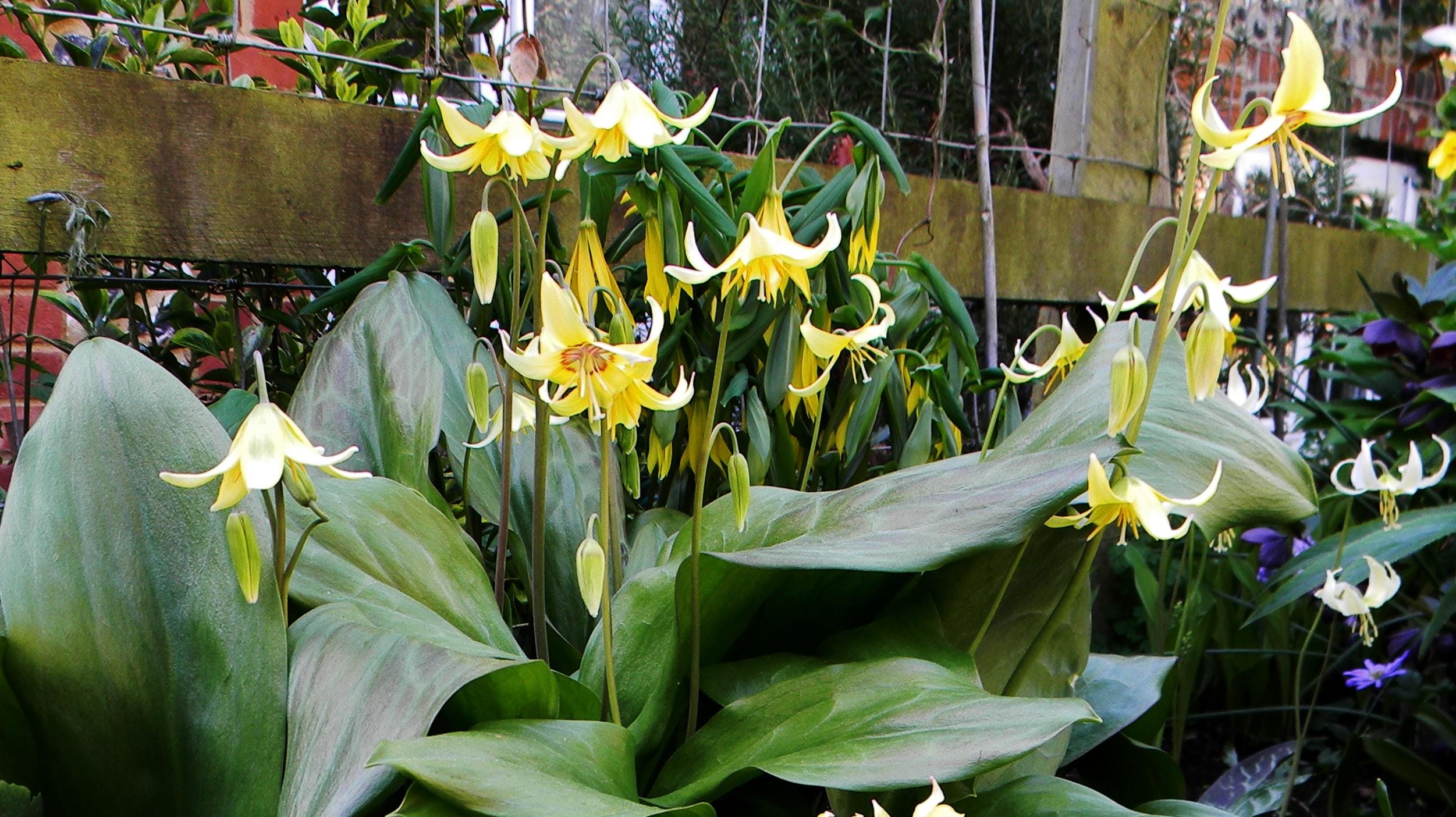 Erythronium Pagoda (dogs Tooth Violet) Bulbs Hardy Spring Garden ...