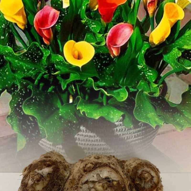 Indoor Lilly Bulb - Etsy UK