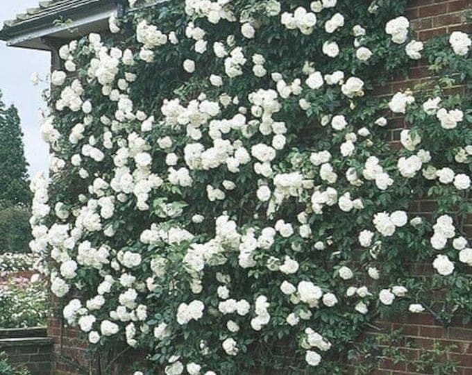 2 Litre Potted Climbing Rose Iceberg - Etsy UK