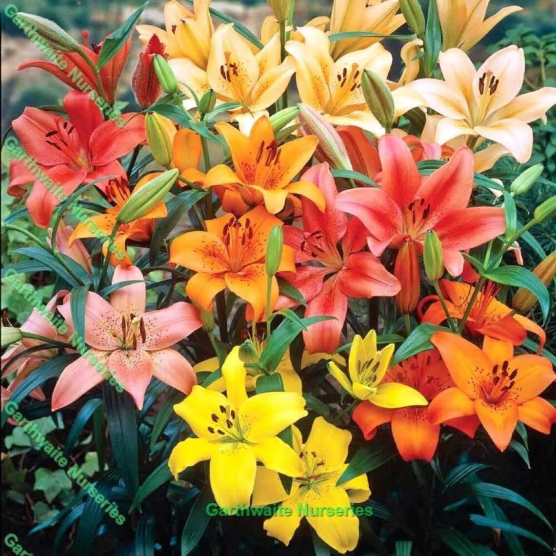 Mixed Asiatic Lily Bulbs Summer Flowering Semi-hardy Garden Perennial ...