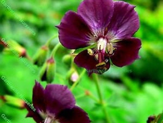 Mourning Widow Plant