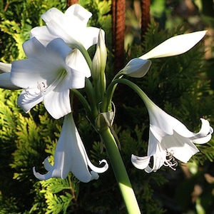 Crinum Powellii Alba Bulbs White Spider Lily Garden 3-5ft Rare Summer ...